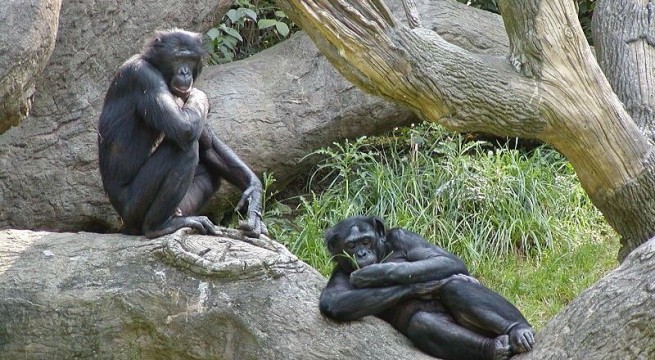 Los monos se vuelven más selectivos con la edad, como las personas ...