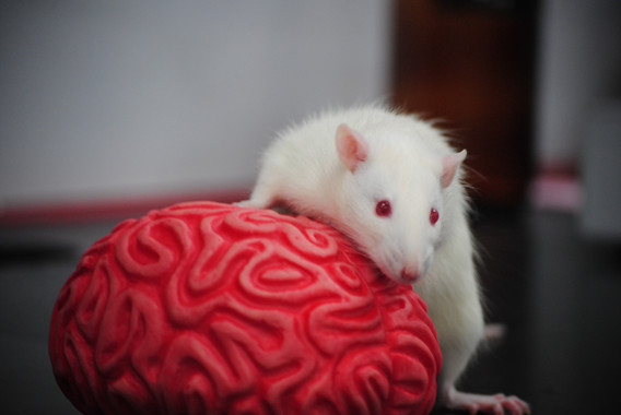 Realizan un estudio para comprender cómo el cerebro de las ratas ...