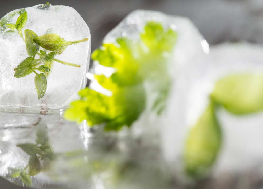 Las siete hierbas más comunes y sus beneficios | Candás 365