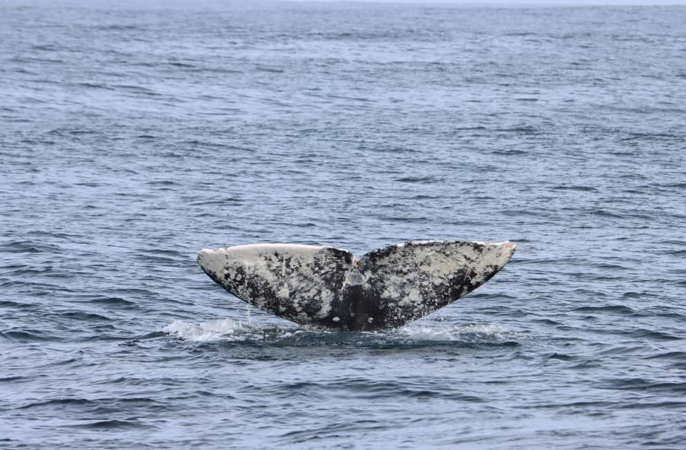 Ballenas y árboles gigantes: un viaje por la Highway 1 en California ...