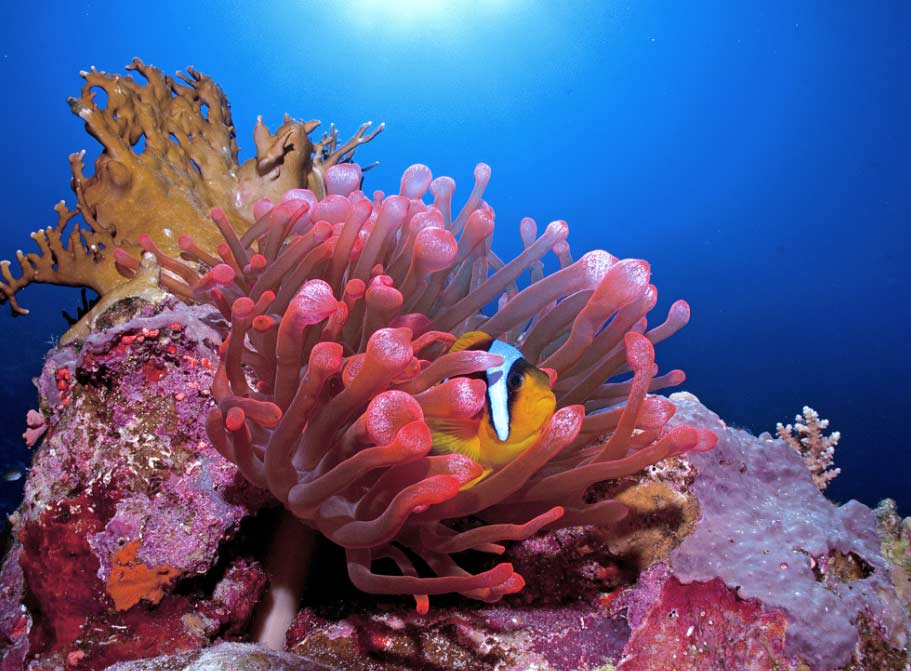 Bucear en el mar Rojo en Egipto, la selva tropical de los mares ...