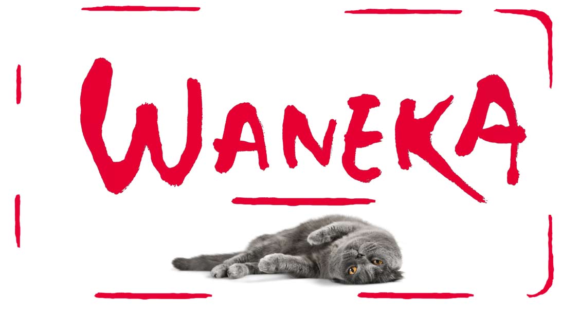 ¡Descubre Waneka: la marca española que está revolucionando el mundo de ...