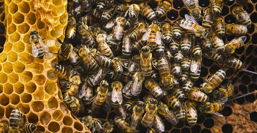 Día Mundial de las Abejas 2025: Retos y peligros para la especie ...