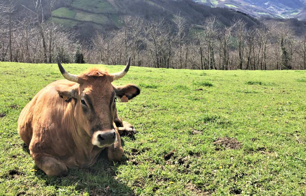 Ayudas en Asturias a 23 agrupaciones ganaderas ADSG | Candás 365