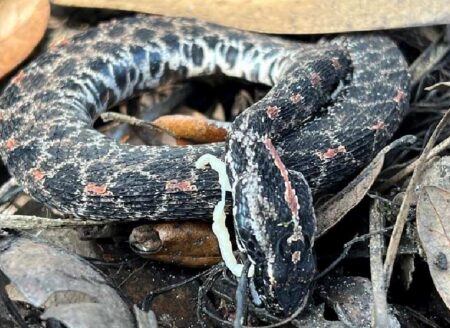 Los hongos amenazan a las serpientes en todo el mundo | Candás 365
